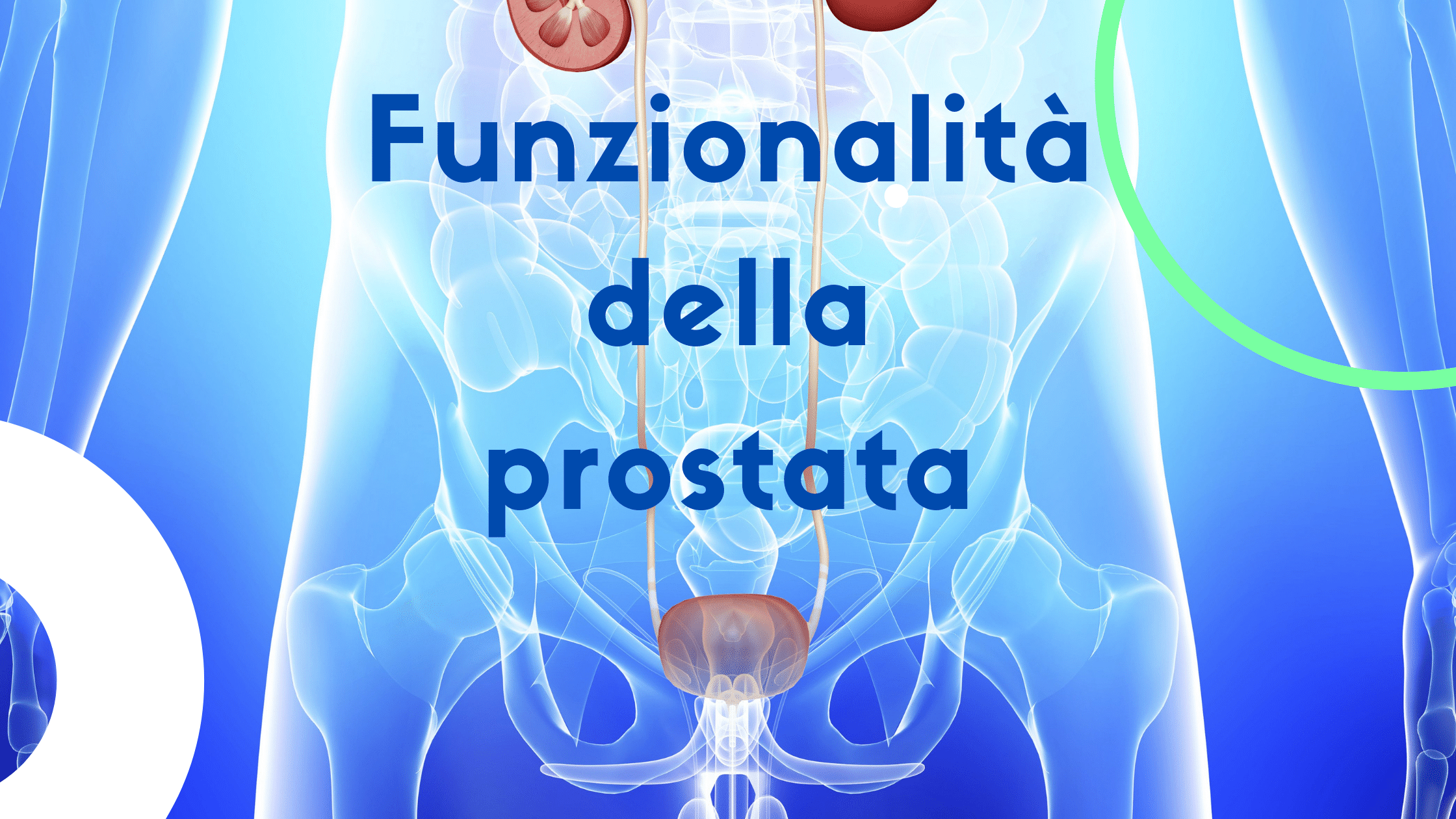 erbe medicinali infezione vie urinarie ed ipertrofia prostatica benigna